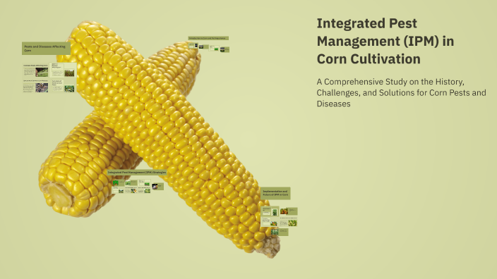 Integrated Pest Management (IPM) in Corn Cultivation by CONY DUMANGENG ...