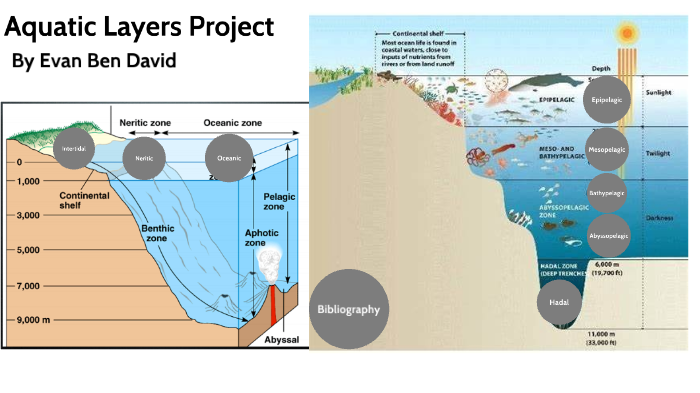 Aquatic Layers Project by Evan Ben David on Prezi
