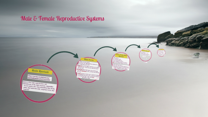 Male & Female Reproductive Systems by Tori Tharp on Prezi