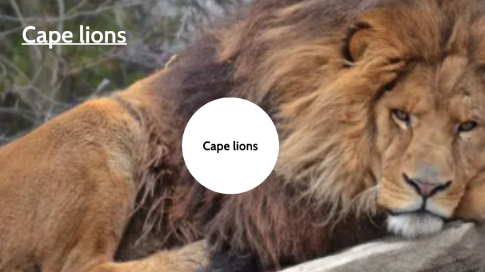 cape lion by Benjamin Pollitt on Prezi