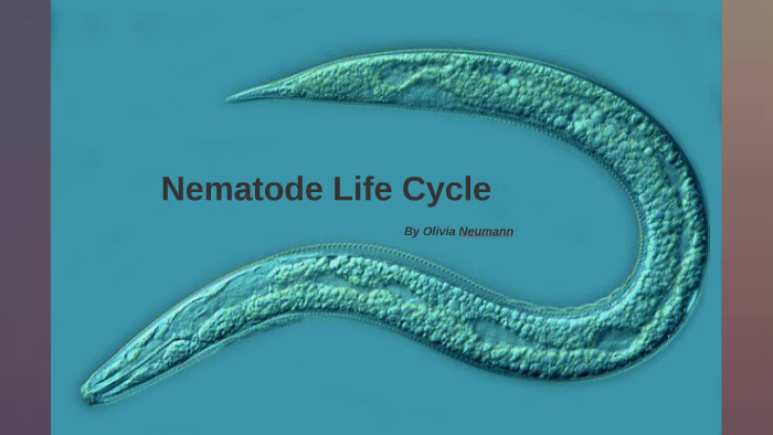 Nematode Life Cycle by Olivia Neumann