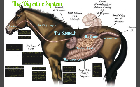 The Equine Digestive System by Andrew Pryslak on Prezi