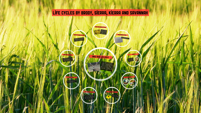 Black Eyed Susan and Mule Deer Life Cycles by Matisha Stanton on Prezi