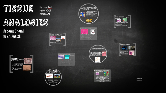 Tissue Analogies by Helen Johnson on Prezi