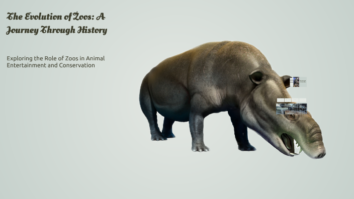 The Evolution of Zoos: A Journey Through History by Ainsley Marie Nelli ...