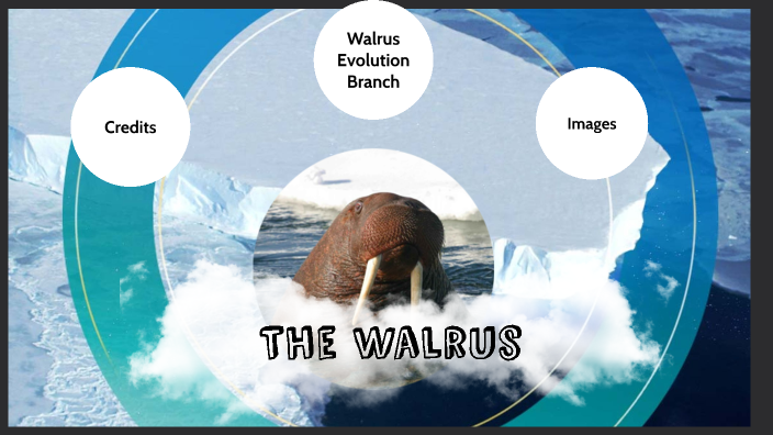 Walrus Ancestor Evolution by Mason Funes on Prezi