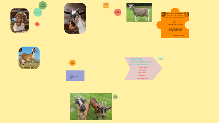 Caracteristicas Fenotipicas en caprinios by Fernando Alonso Ruiz Cruz ...