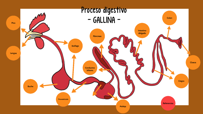 Sistema digestivo gallina by Angelica Camila Salazar Nava on Prezi