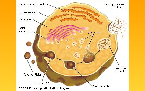 animal cell by:jacob girard chris horton and anthony peraino by jacob ...