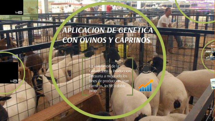 APLICACION DE GENETICA CON OVINOS Y CAPRINOS. by Augusto Porras on Prezi