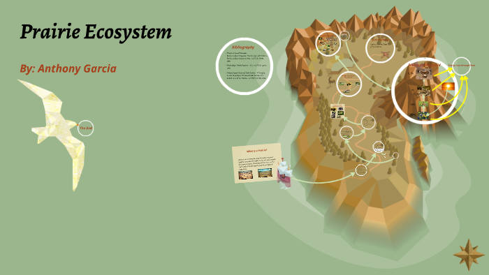 Prairie Ecosystem by Anthony Garcia on Prezi