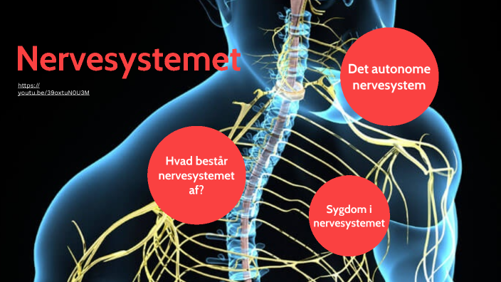 Nervesystemet by Anna Rasmussen on Prezi