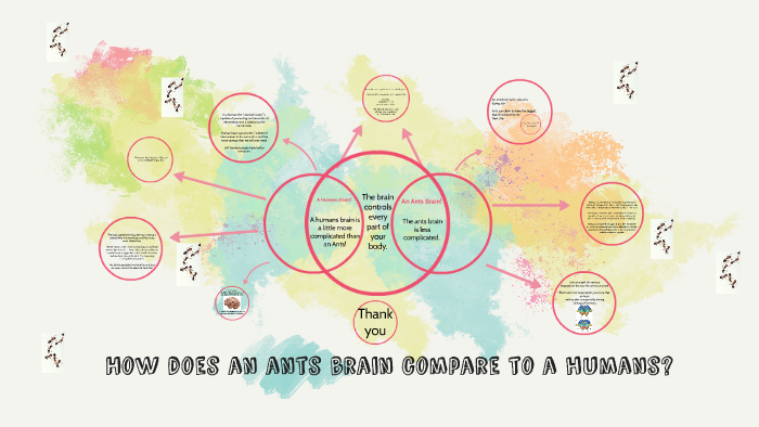 How does an ants brain compare to a humans? by Rissa Appleby on Prezi