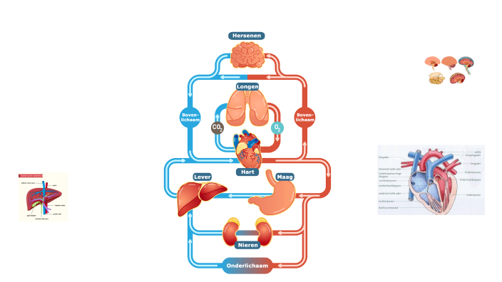 Bloedcel by Gijs Walenkamp on Prezi