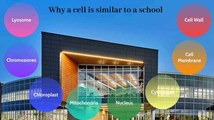 Why cells are like a school by McKenna Huizenga on Prezi