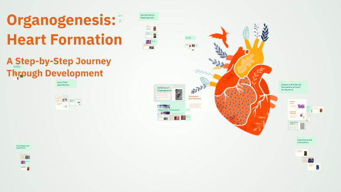Organogenesis: Heart Formation by Sora 777 on Prezi