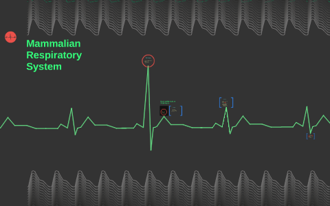 Mammalian Respiratory System by Anthony Keence on Prezi