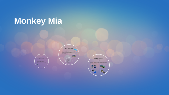 Monkey Mia by Carolina Ibarra