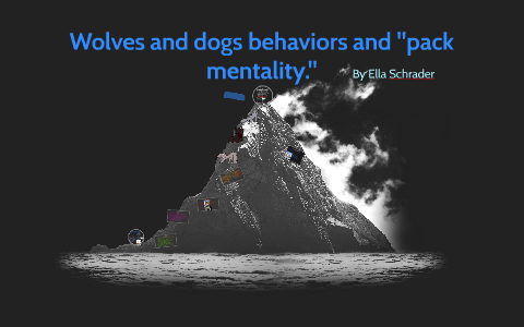Wolves and dogs behaviors and "pack mentality." by ella schrader on Prezi
