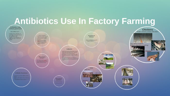 Antibiotics Use In Factory Farming by Maribel Chanon on Prezi