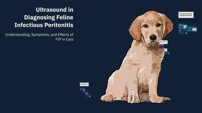 Ultrasound in Diagnosing Feline Infectious Peritonitis by roberta ...