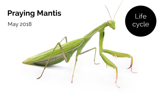 Praying Mantis lifecycle by Stephanie Mansoor on Prezi
