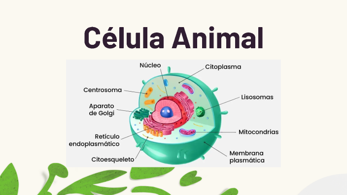 Estructura de la celula animal by ALEJANDRO DAVID YANCY ALMENARES on Prezi
