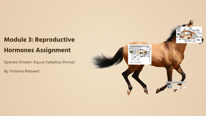 The Equine Estrus Cycle by Victoria Rotsaert on Prezi