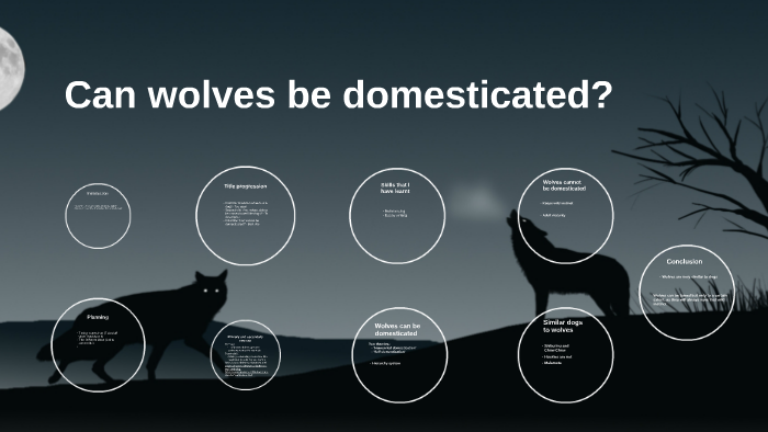 Can wolves be domesticated? by Will Venus