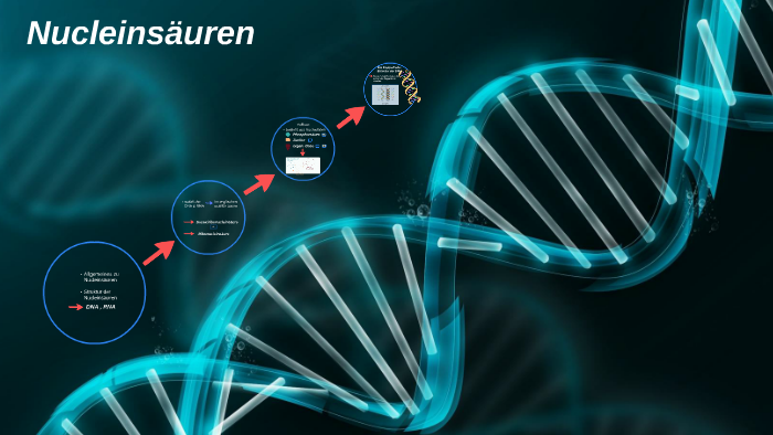 Nukleinsäuren, Aufbau DNA by laura nachbaur on Prezi Next