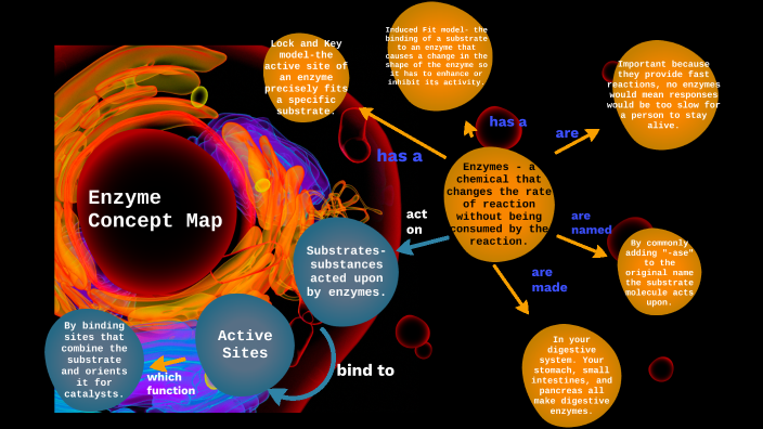 Enzyme Action Concept Map by NAZARIO GAILLARD on Prezi