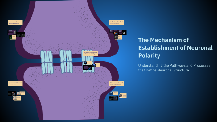 The Mechanism of Establishment of Neuronal Polarity by on Prezi