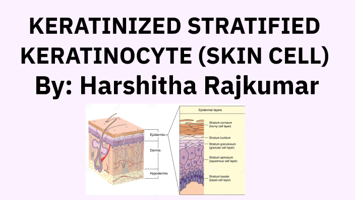 Harshitha Rajkumar - KERATINIZED STRATIFIED KERATINOCYTE (SKIN CELL) by ...