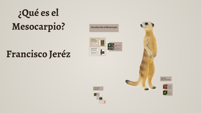 ¿Qué es el Mesocarpio? by maribel tolaba on Prezi