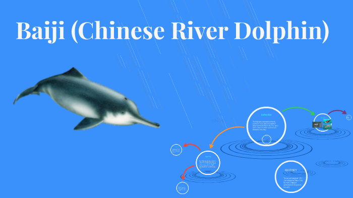 Baiji (Chinese River Dolphin) by Kade Sharpe