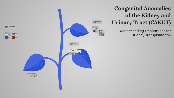 Congenital Anomalies of the Kidney and Urinary Tract (CAKUT) by Eman ...