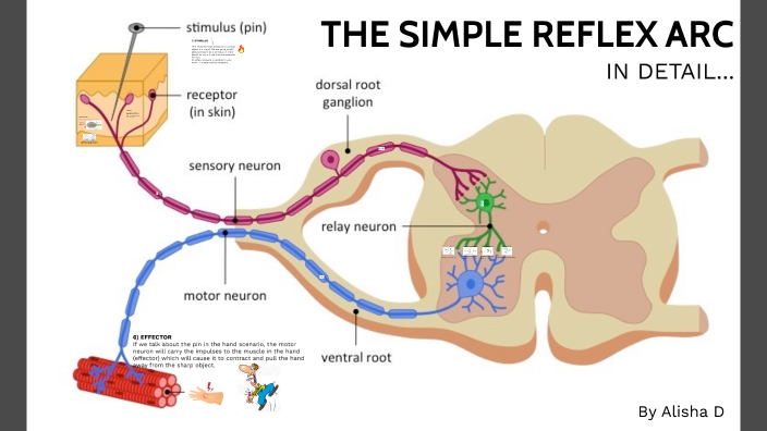 simple reflex arc by Alisha Daad on Prezi