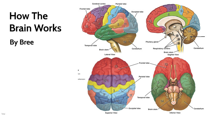 How The Brain Works by BREANNA LOOBY on Prezi