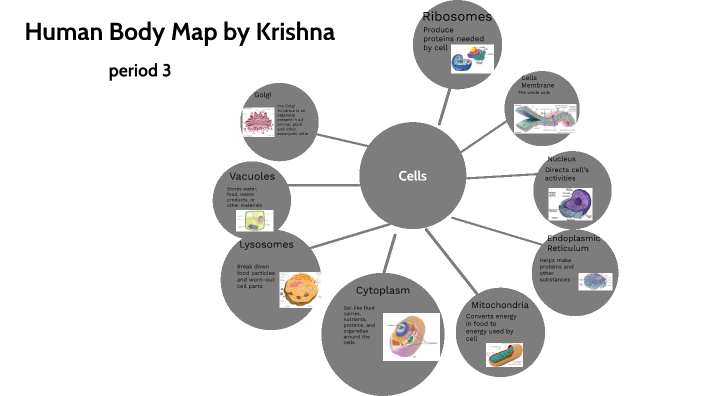 Human Body Map by Krishna Baron on Prezi