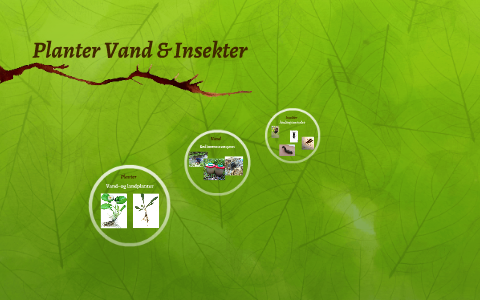 Planter Vand & Insekter by Mimi Pham on Prezi