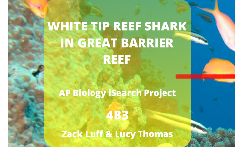 Sharks as a Keystone Species by Zachary Luff on Prezi