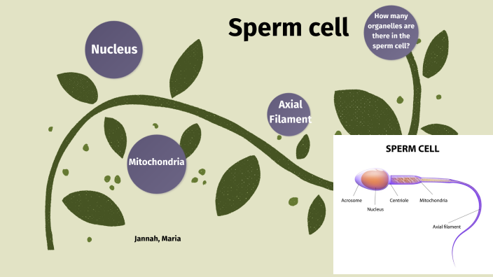 Sperm cell by Jannah Sameh on Prezi