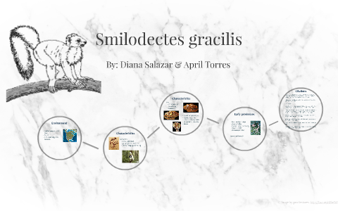 Smilodectes gracillis by Diana Salazar on Prezi