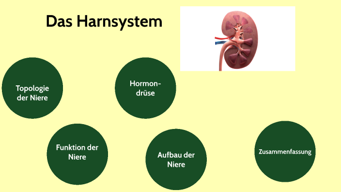 Das Harnsystem by Maria Gerber on Prezi