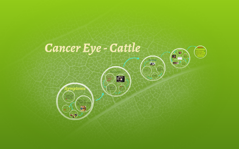 Cancer Eye - Cattle by Antonio Hernandez on Prezi