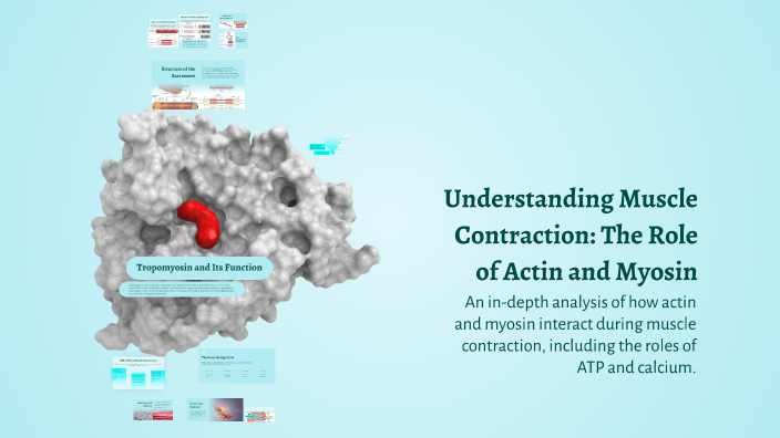 Understanding Muscle Contraction: The Role of Actin and Myosin by ...