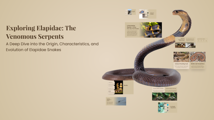 Exploring Elapidae: The Venomous Serpents by James Haskayne on Prezi