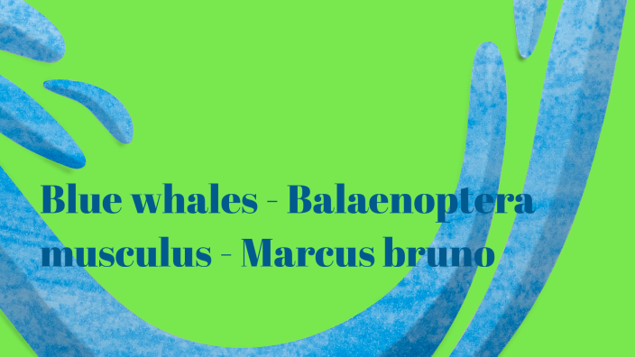 Blue whale - Balaenoptera musculus by Marcus Bruno on Prezi