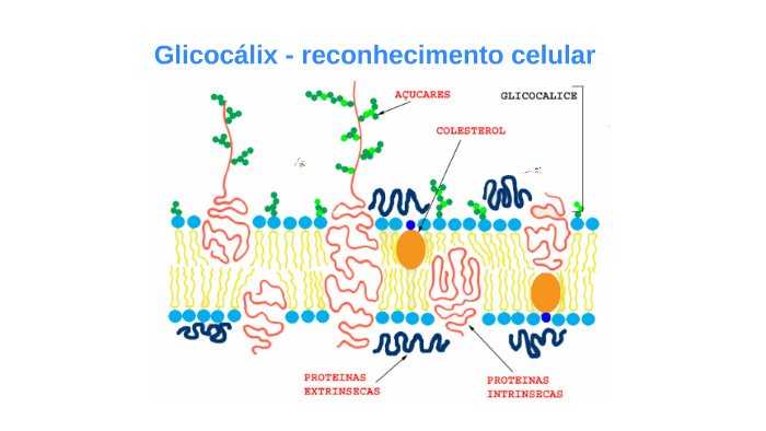Glicocálix - reconhecimento celular by Paulo Rafael on Prezi