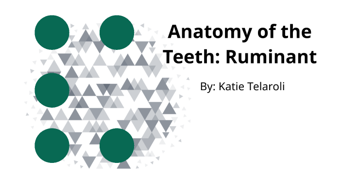 Anatomy of the Teeth: Ruminant by Katie Telaroli-Schrecengost on Prezi